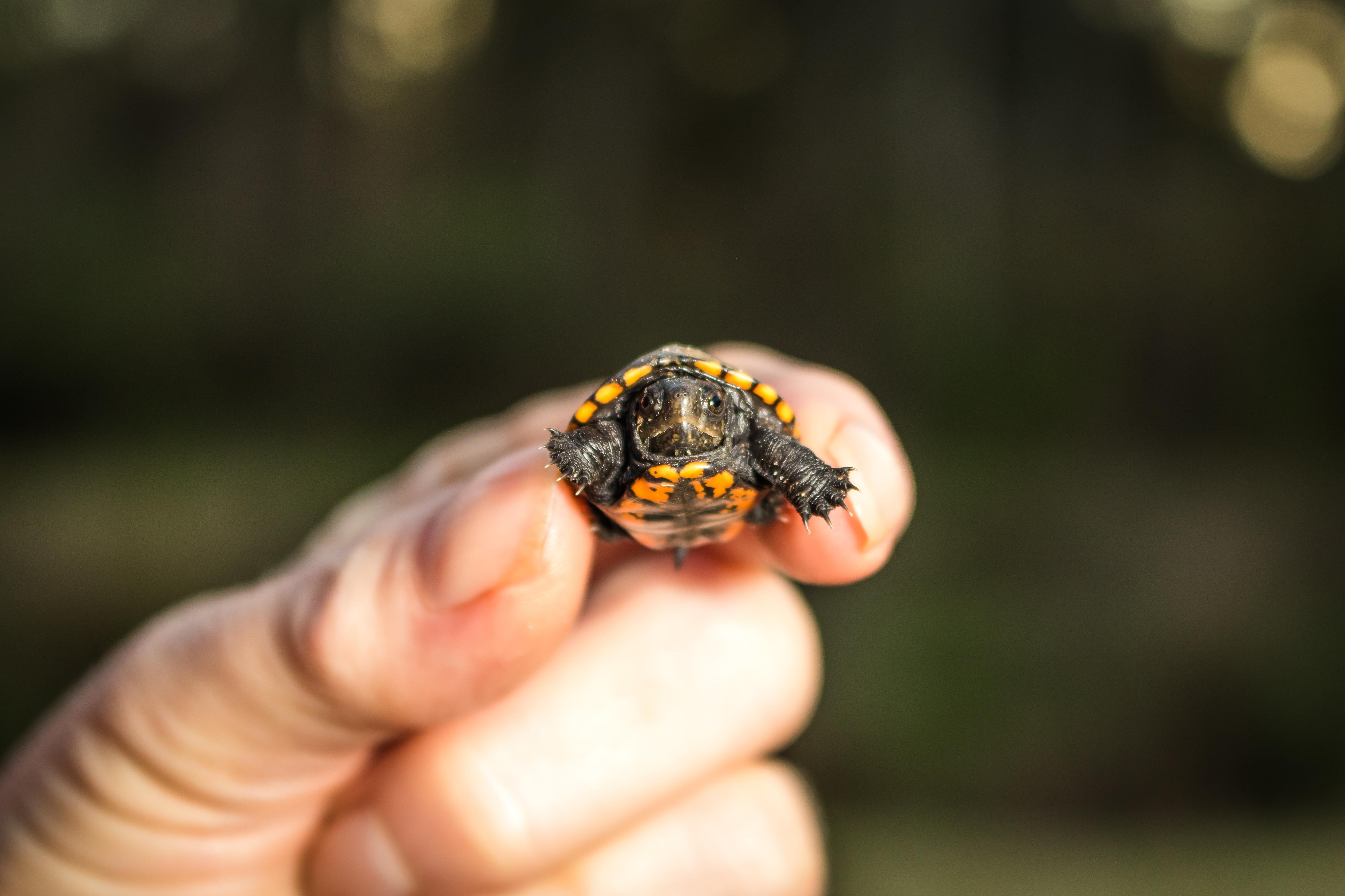 Kiawah Island Golf Resort - Kiawah Creatures Nature Walk- The Sanctuary