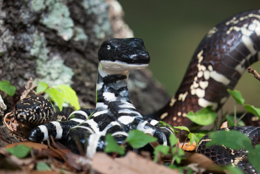 Kiawah Island Golf Resort - Art Animals: Snakes